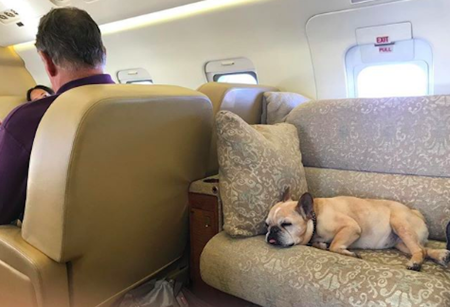 Fly Private Friday - We showcase some of the luckiest dogs around as ...