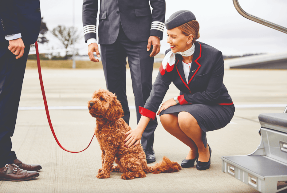 VistaJet says private jet pet travel increased 17% in 2024