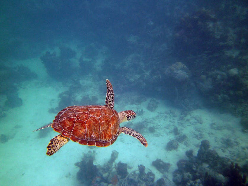 Paramount Business Jets offers pre-Valentines Day VIP package